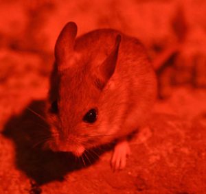 Uluru Wildlife: 10 Unique Australian desert animals to spot