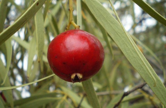 Australian bush tucker guide: 10 traditional Aboriginal food Australian bush tucker guide: 10 traditional Aboriginal food