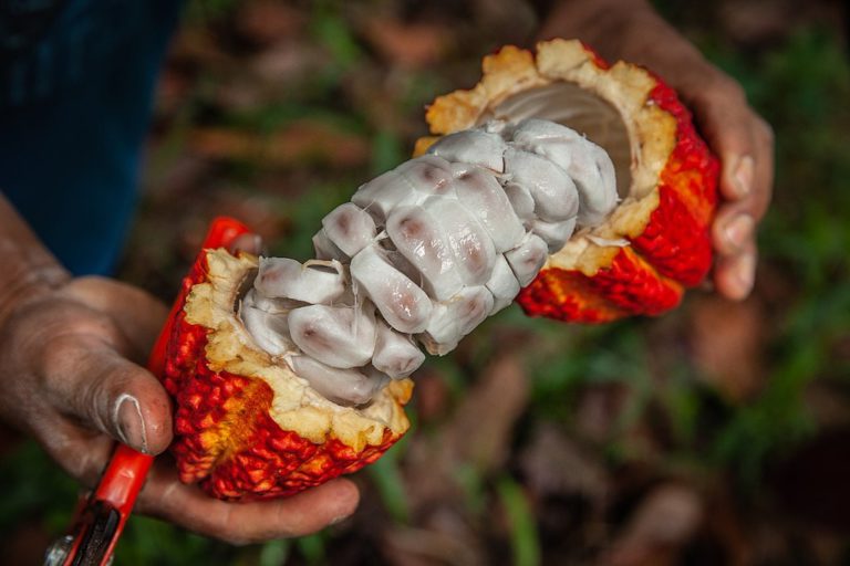 What is a cacao ceremony? Everything you need to know