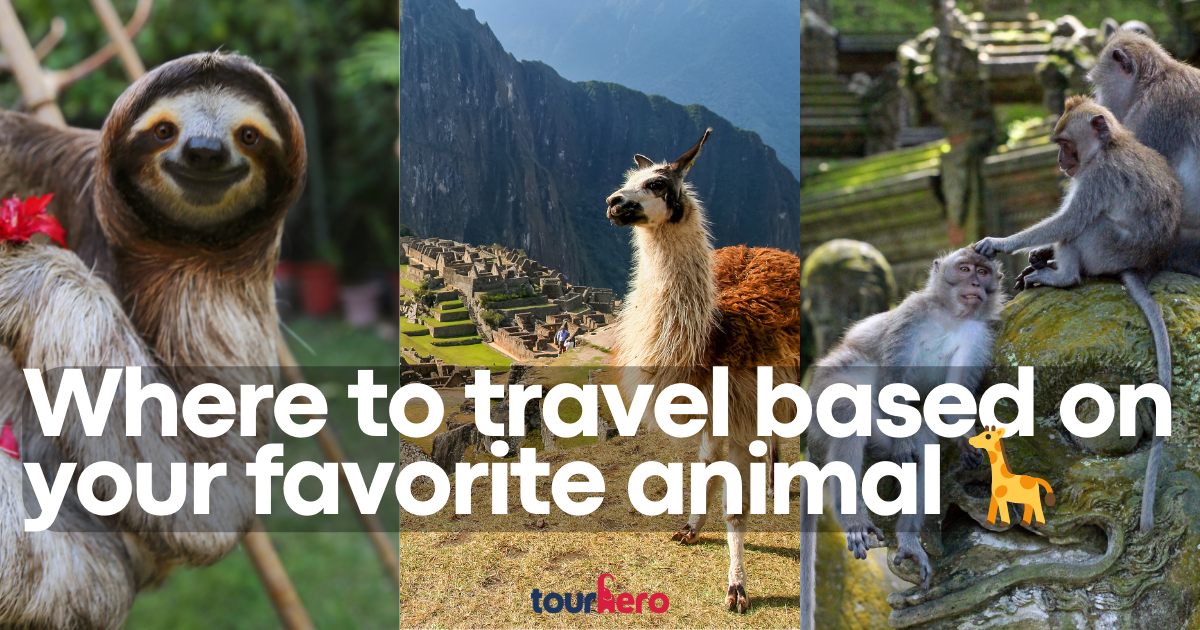 Best wildlife encounters: Where to travel based on your favorite animal